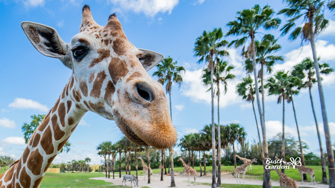 Why Busch Gardens is a Favorite Among Visitors - Miami Envy Magazine